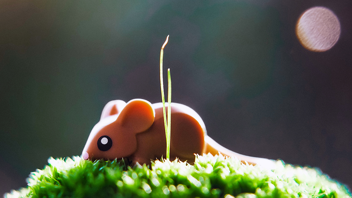 Small things - Toy Photographers