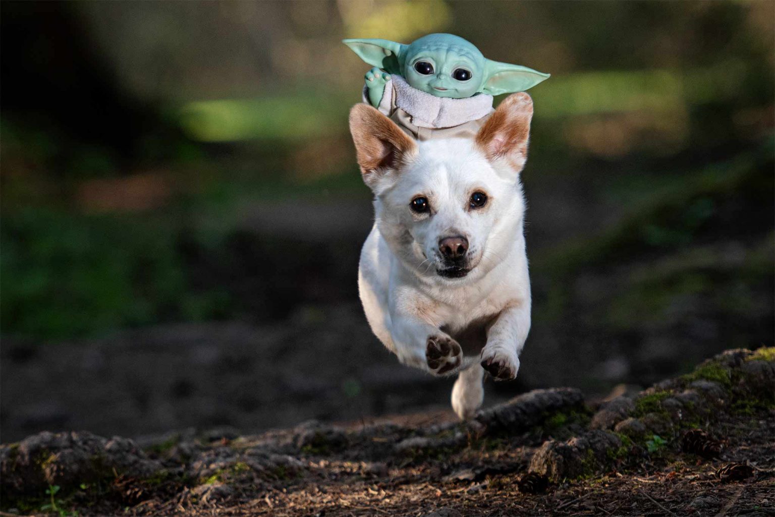 Toy Photographers Bring Grogu to Life for Star Wars Day 2021 Toy Photographers Bring Grogu to Life for Star Wars Day 2021