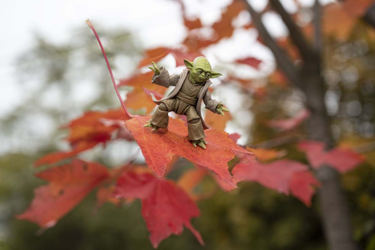 Fall Leaves and Toy Photography - Toy Photographers