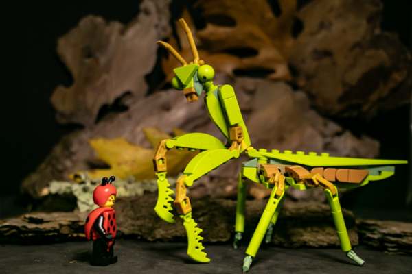 LEGO Insect Collection (#21342) Review - Toy Photographers