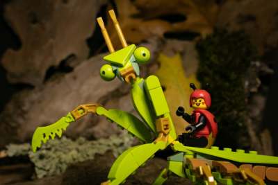 LEGO Insect Collection (#21342) Review - Toy Photographers